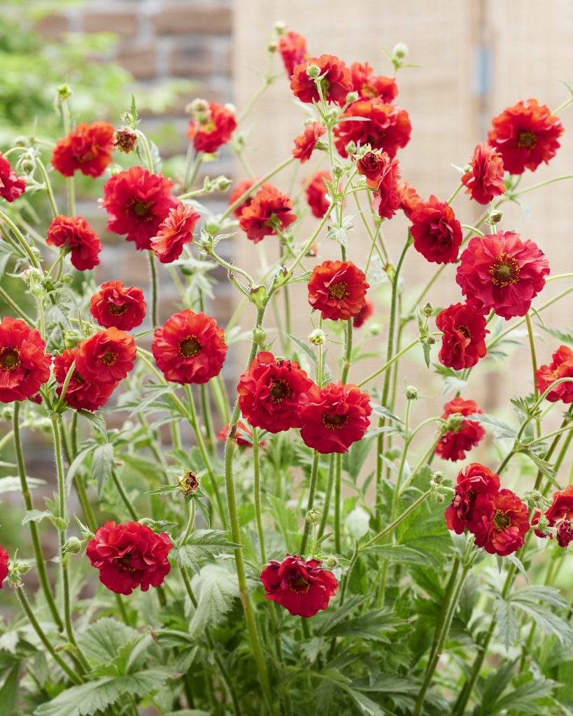Geum 'Firestarter' | Proctors Nursery