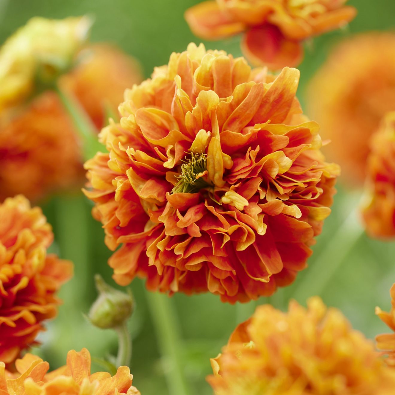Buy Geum Plants Online | Online Shop | Proctors Nursery