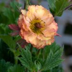 Buy Geum Plants Online | Online Shop | Proctors Nursery