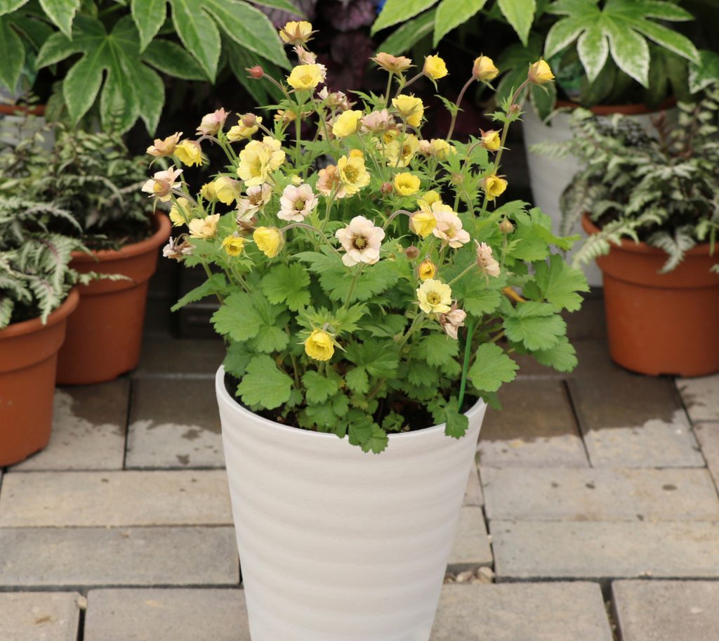 Geum 'Tempo Yellow' | Proctors Nursery