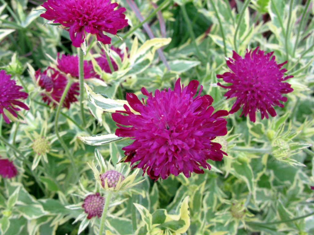 Knautia macedonica 'Thunder and Lightning' | Proctors Nursery
