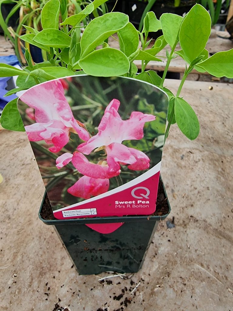 Sweet Pea Mrs R Bolton Proctors Nursery