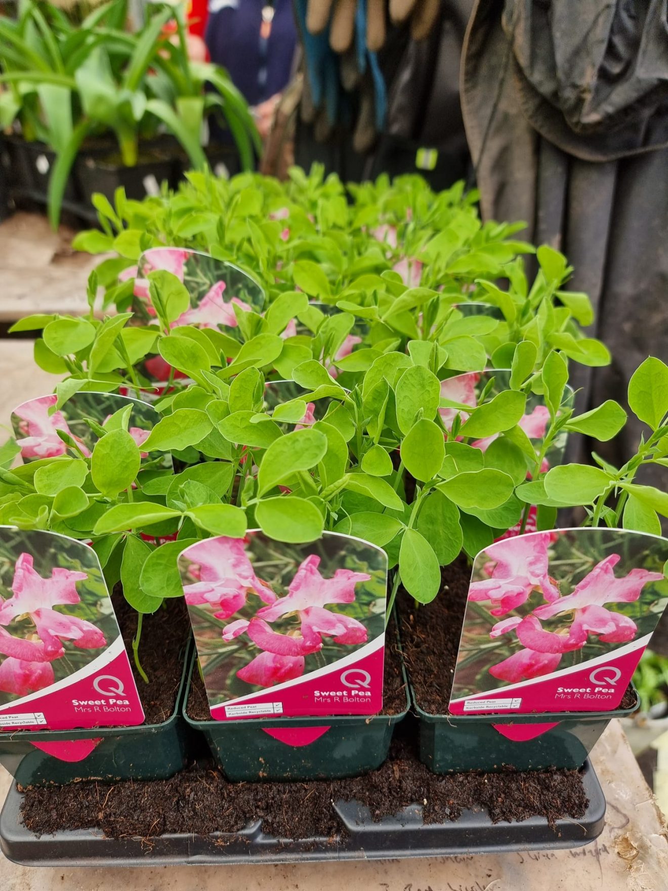 Sweet Pea - Mrs R Bolton | Proctors Nursery