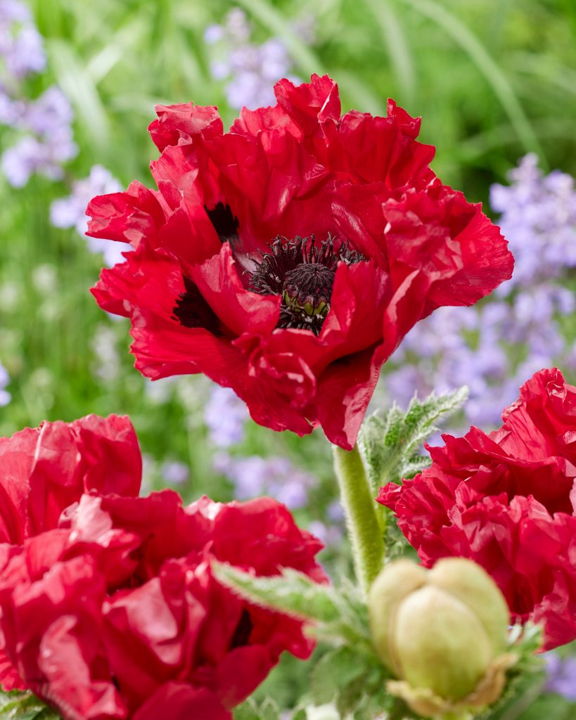 Papaver 'Red Rumble' - Plant of the Year Contender 2024 | Proctors Nursery