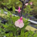 Buy Salvia Plants Online | Online Shop | Proctors Nursery