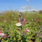 Buy Salvia Plants Online | Online Shop | Proctors Nursery