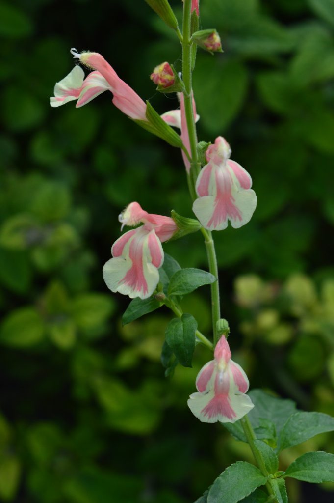 Salvia x jamensis 'Belle de Loire' RHS Plant of the Year Contender 2024 ...
