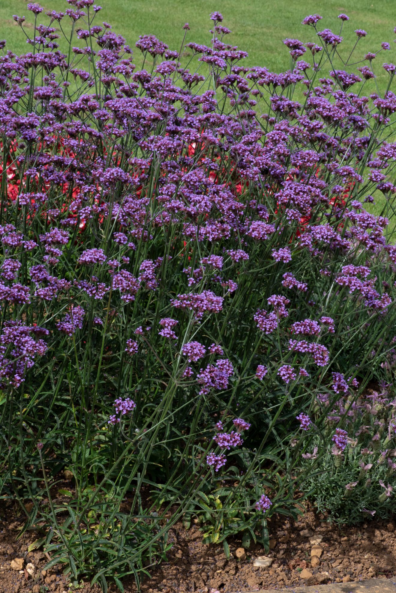 Verbena bonariensis 'Bonnie Blue' | Proctors Nursery