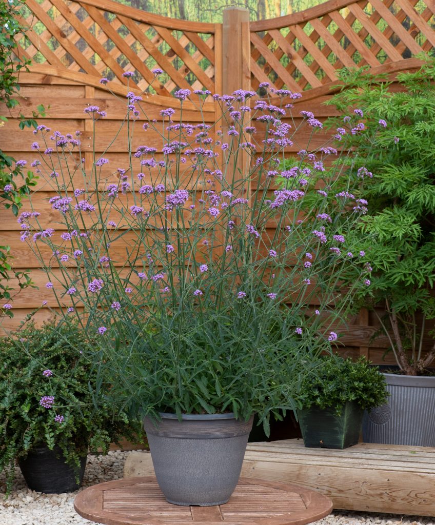 Verbena bonariensis 'Bonnie Blue' | Proctors Nursery