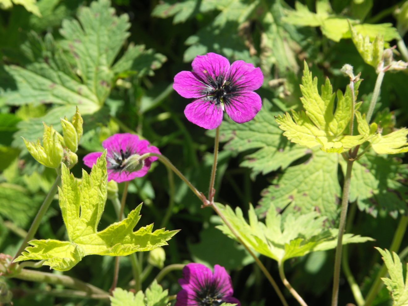 Geranium 'Sandrine' | Shop Established Geranium | Proctors Nursery