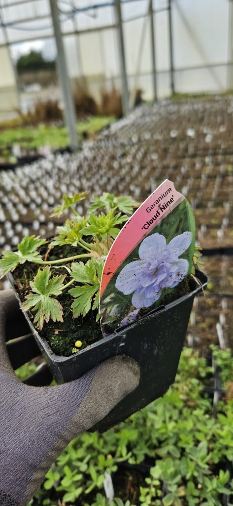Geranium pratense 'Cloud Nine' | Shop Established Geranium | Proctors ...