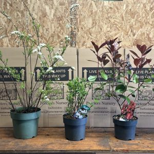Offers | Proctors Nursery