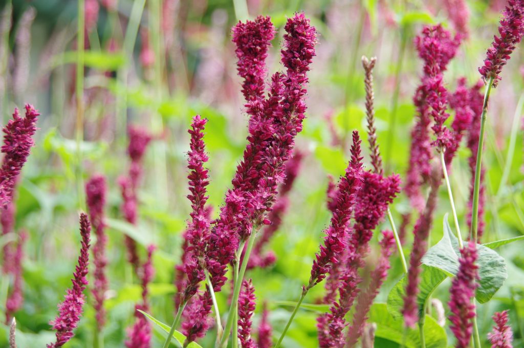 Persicaria amplexicaulis 'Purple Spears' | Proctors Nursery
