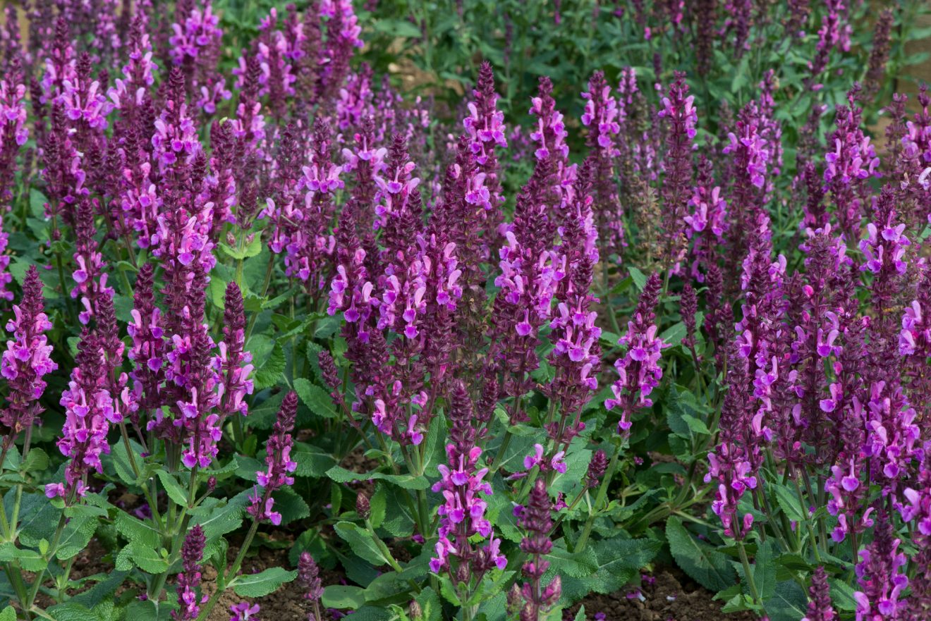 Salvia nemorosa 'Rose Marvel' | Proctors Nursery