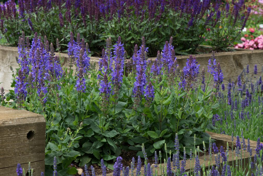 Salvia nemorosa 'Sky Blue Marvel' | Proctors Nursery