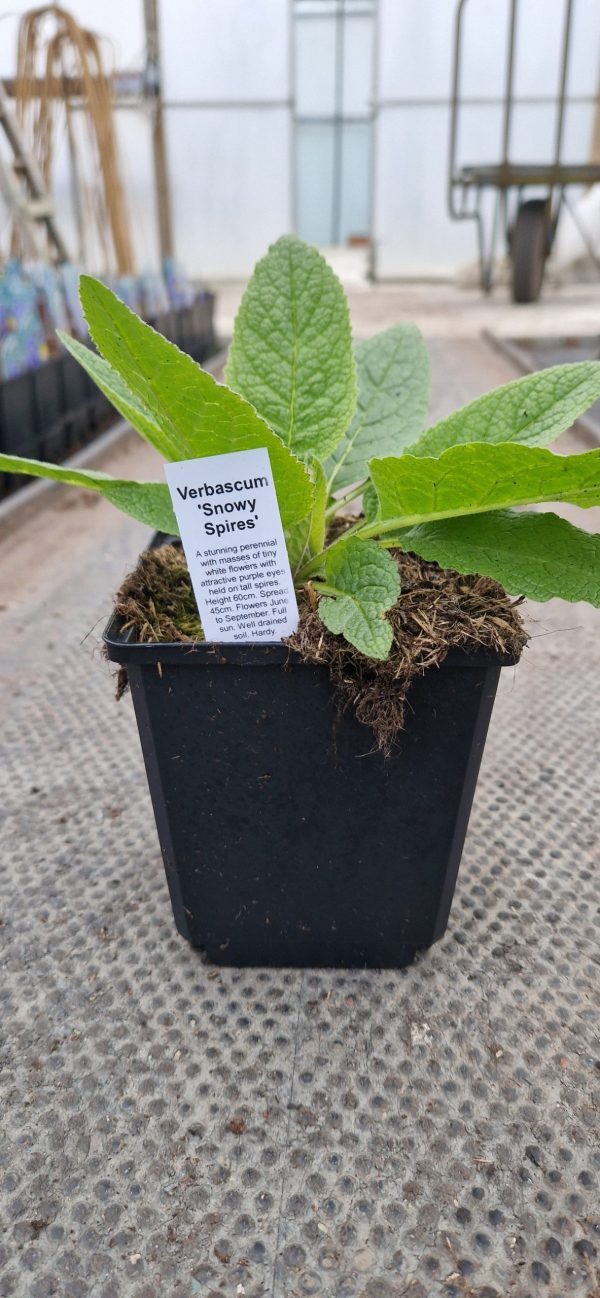 Verbascum 'Snowy Spires' | Proctors Nursery