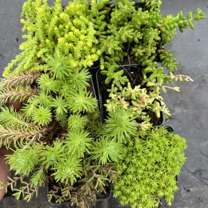 Offers | Proctors Nursery