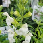 Buy Salvia Plants Online | Online Shop | Proctors Nursery