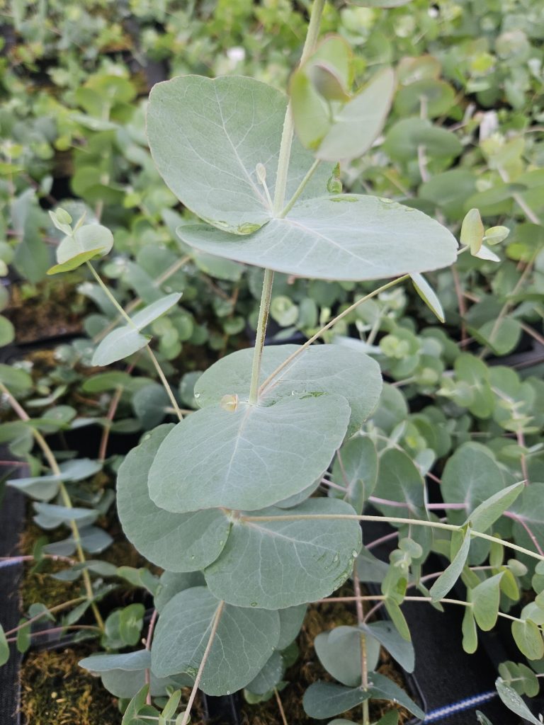 Eucalyptus cinerea 'Silver Dollar' | Proctors Nursery