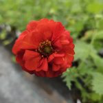 Buy Geum Plants Online | Online Shop | Proctors Nursery