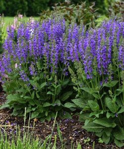 Salvia Fashionista 'Midnight Model' | Proctors Nursery