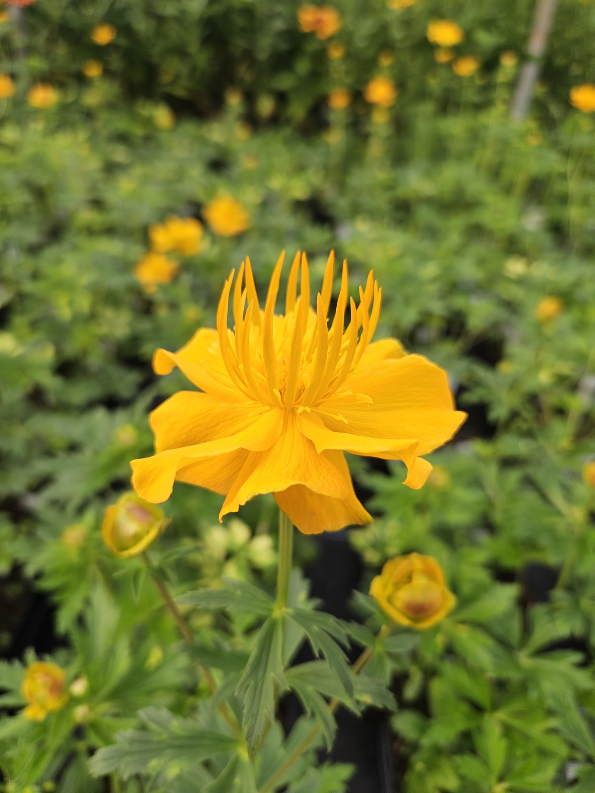 Trollius 'Orange Triumph' | Proctors Nursery