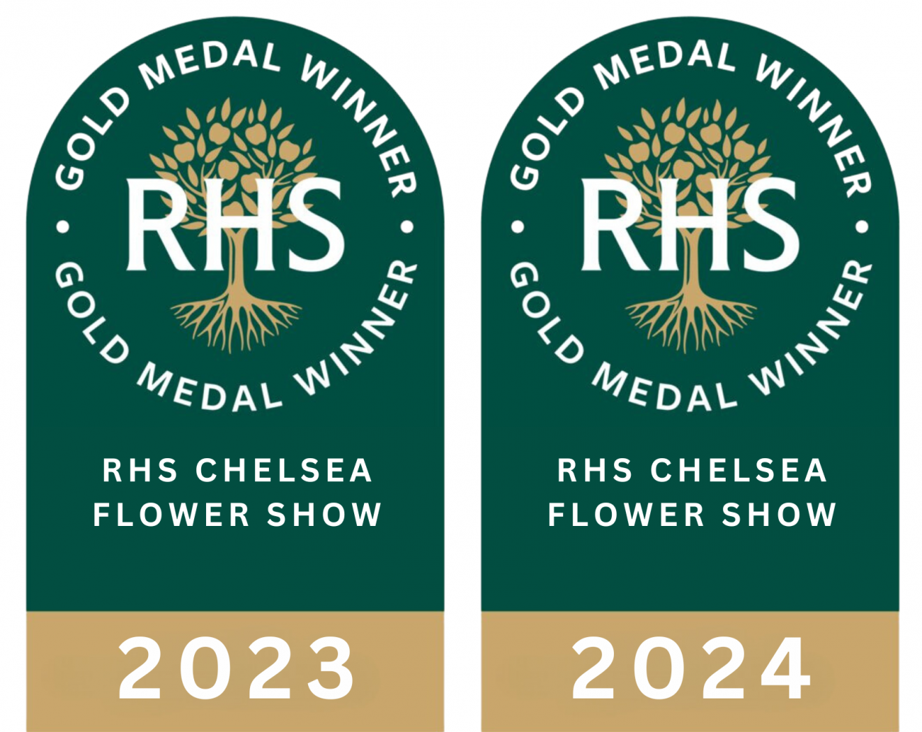 Achillea ptarmica 'Peter Cottontail' | Proctors Nursery