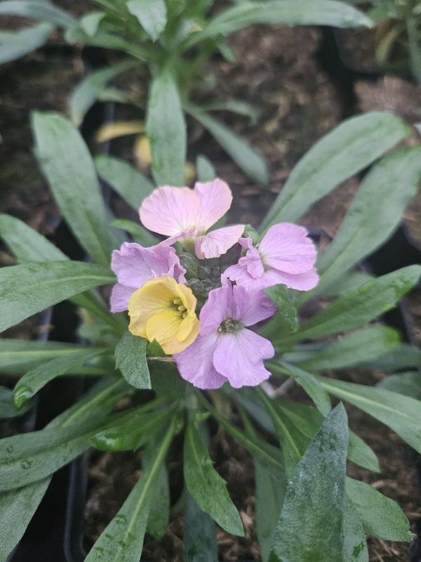 Erysimum 'Cheers Sun Kissed Amethyst' | Proctors Nursery