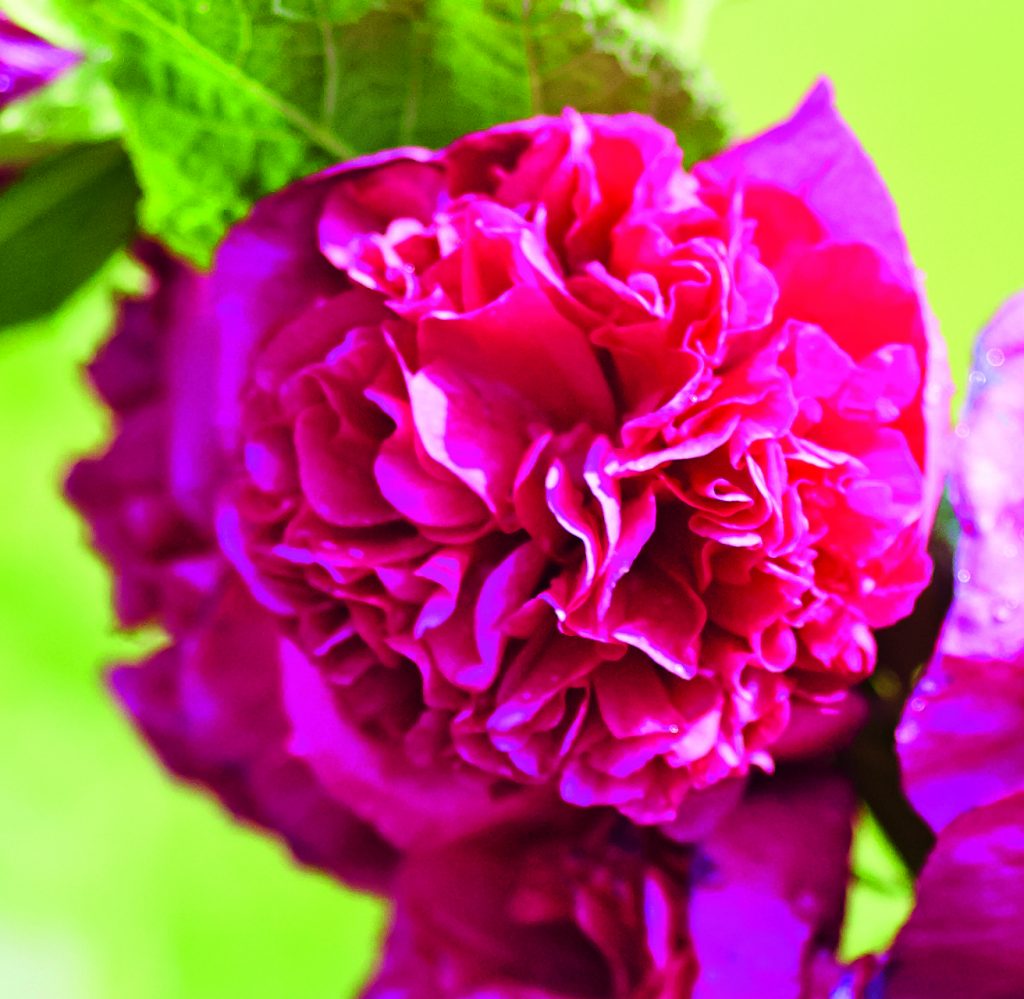 Alcea 'Chaters Double 'Violet' | Shop Established Alcea | Proctors Nursery