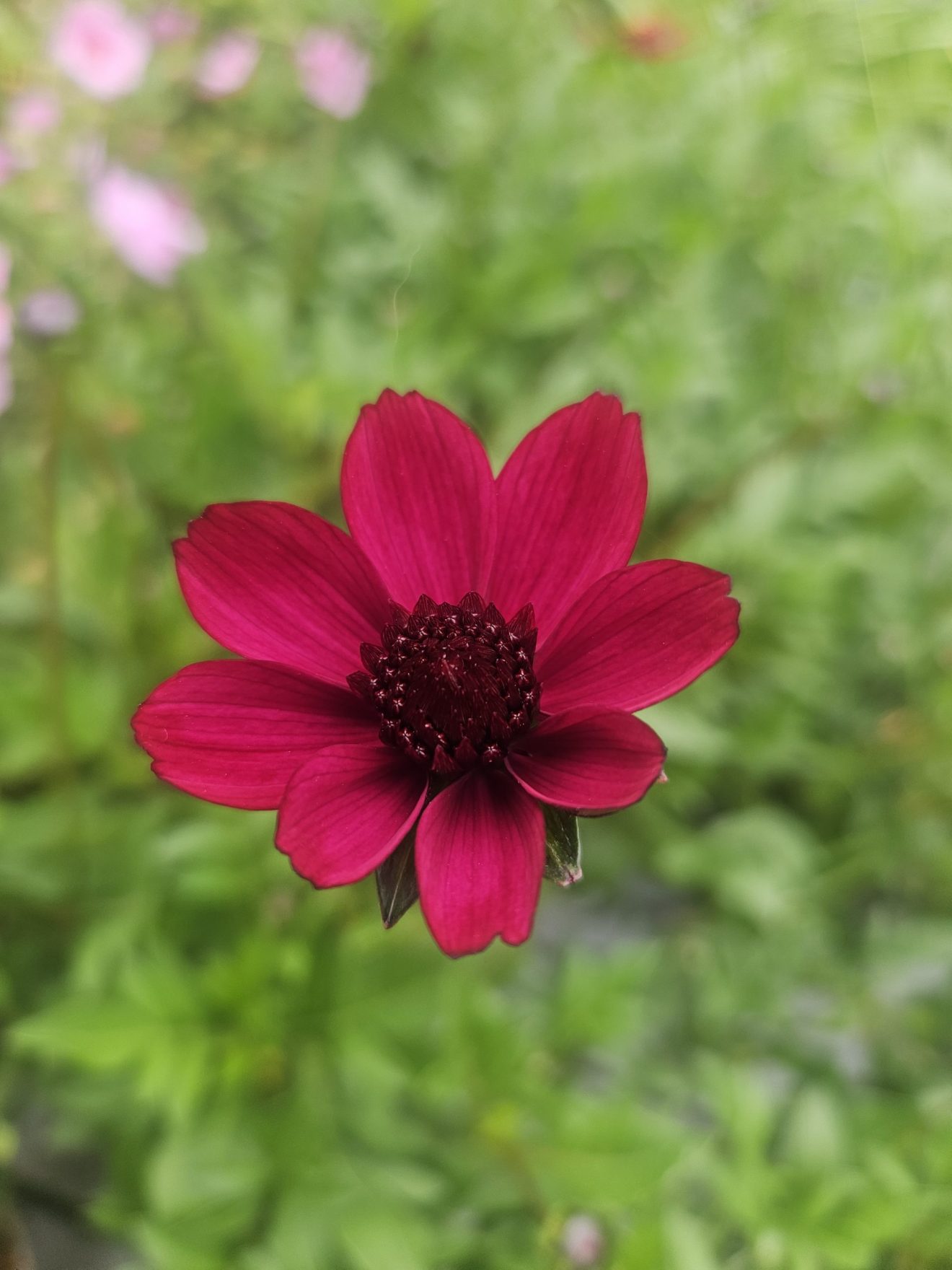 Cosmos atrosanguineus 'Cherry Chocolate' | Shop Cosmos | Proctors Nursery