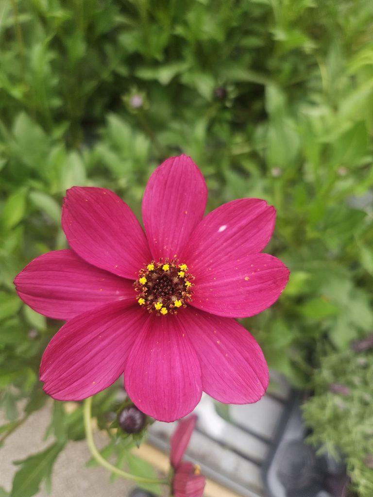 Cosmos atrosanguineus 'Cherry Chocolate' | Shop Cosmos | Proctors Nursery