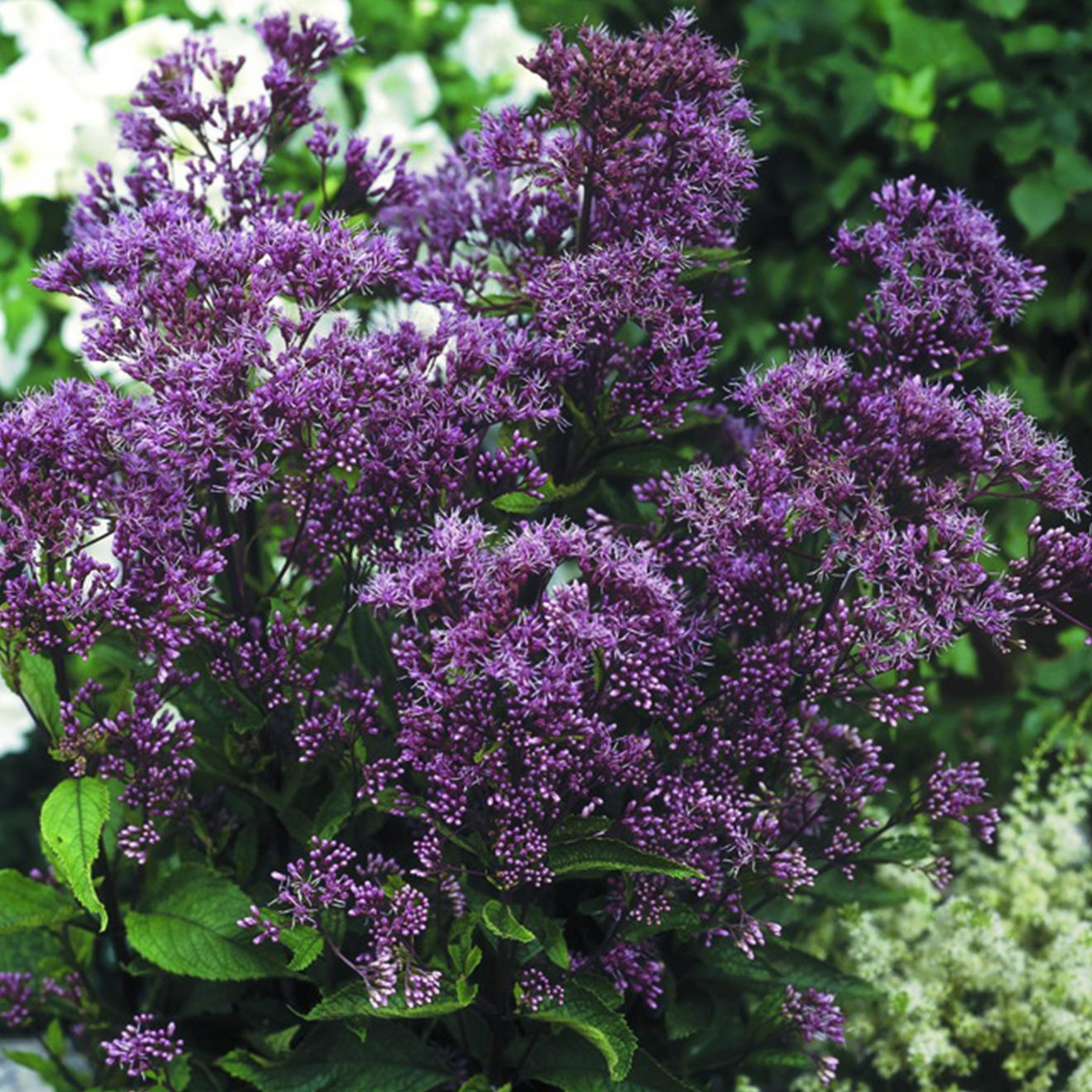 Eutrochium maculatum 'Phantom' (Eupatorium) | Shop Established ...