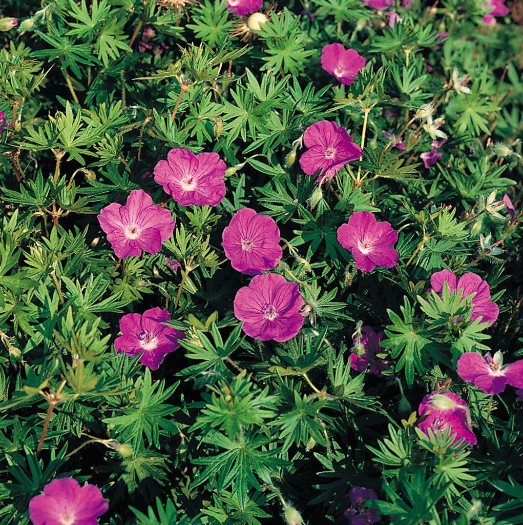 Buy Geranium Plants Online | Online Shop | Proctors Nursery