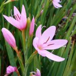 Buy Hesperantha Plants Online | Online Shop | Proctors Nursery