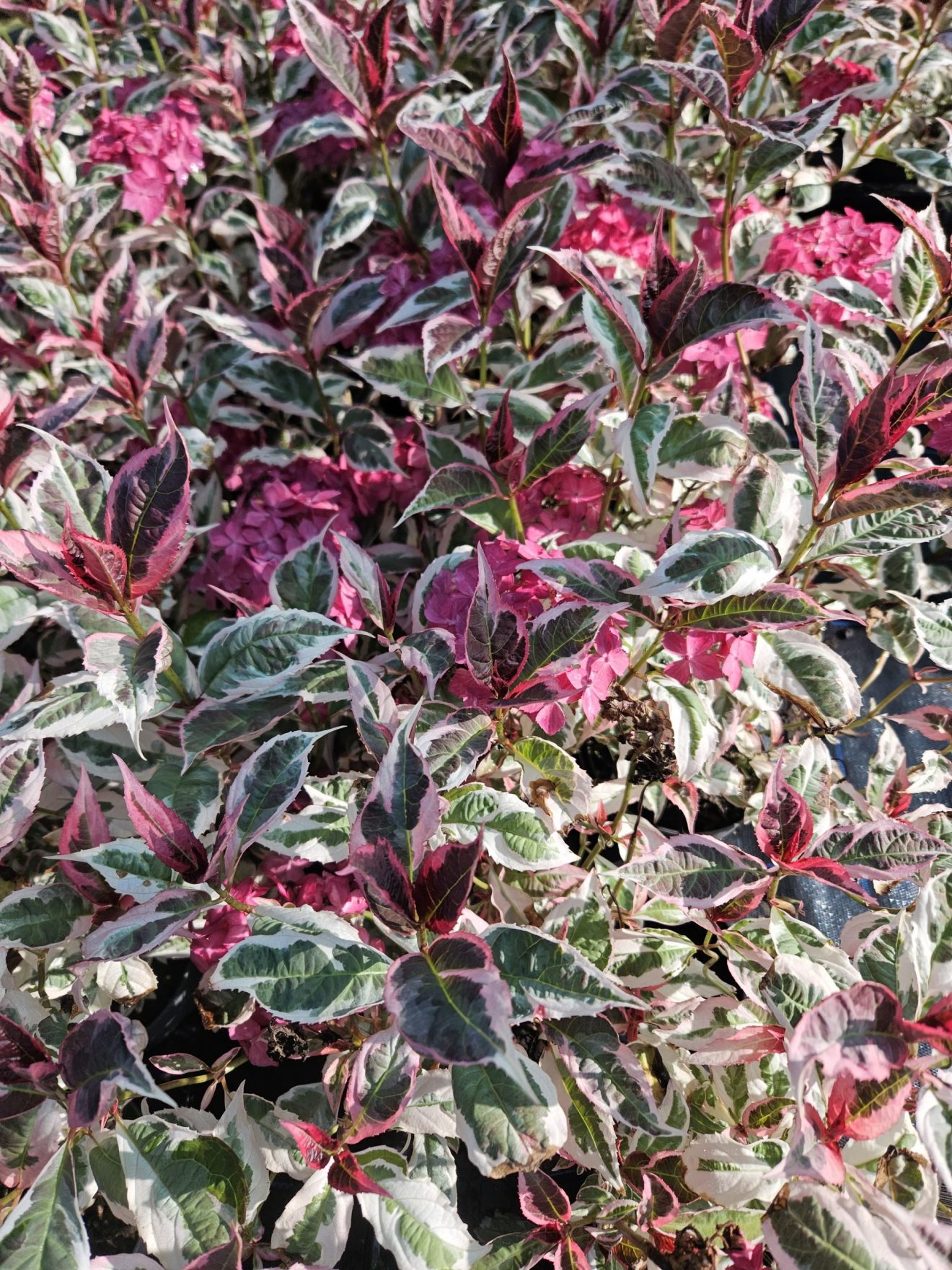 Hydrangea serrata 'Euphoria Pink' | Shop Hydrangea | Proctors Nursery