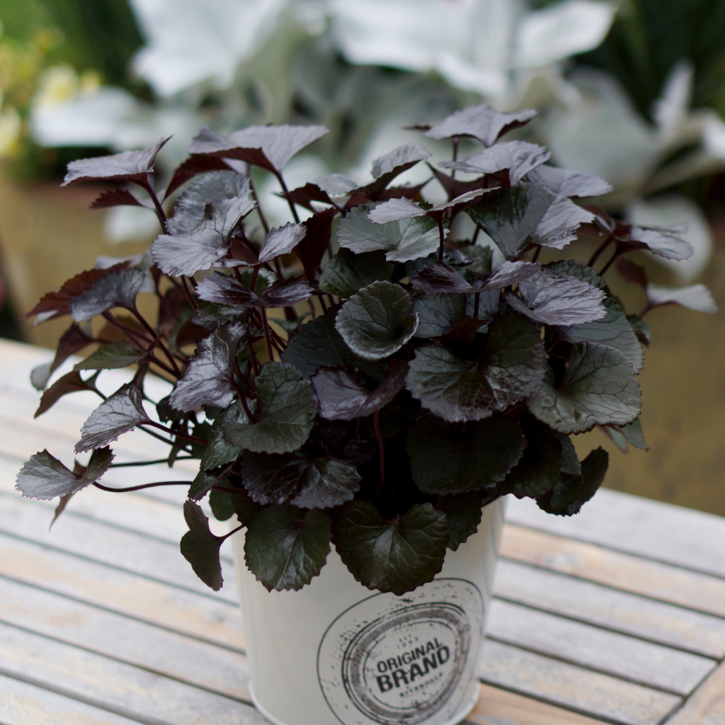 Ligularia 'Pandora' | Shop Established | Proctors Nursery