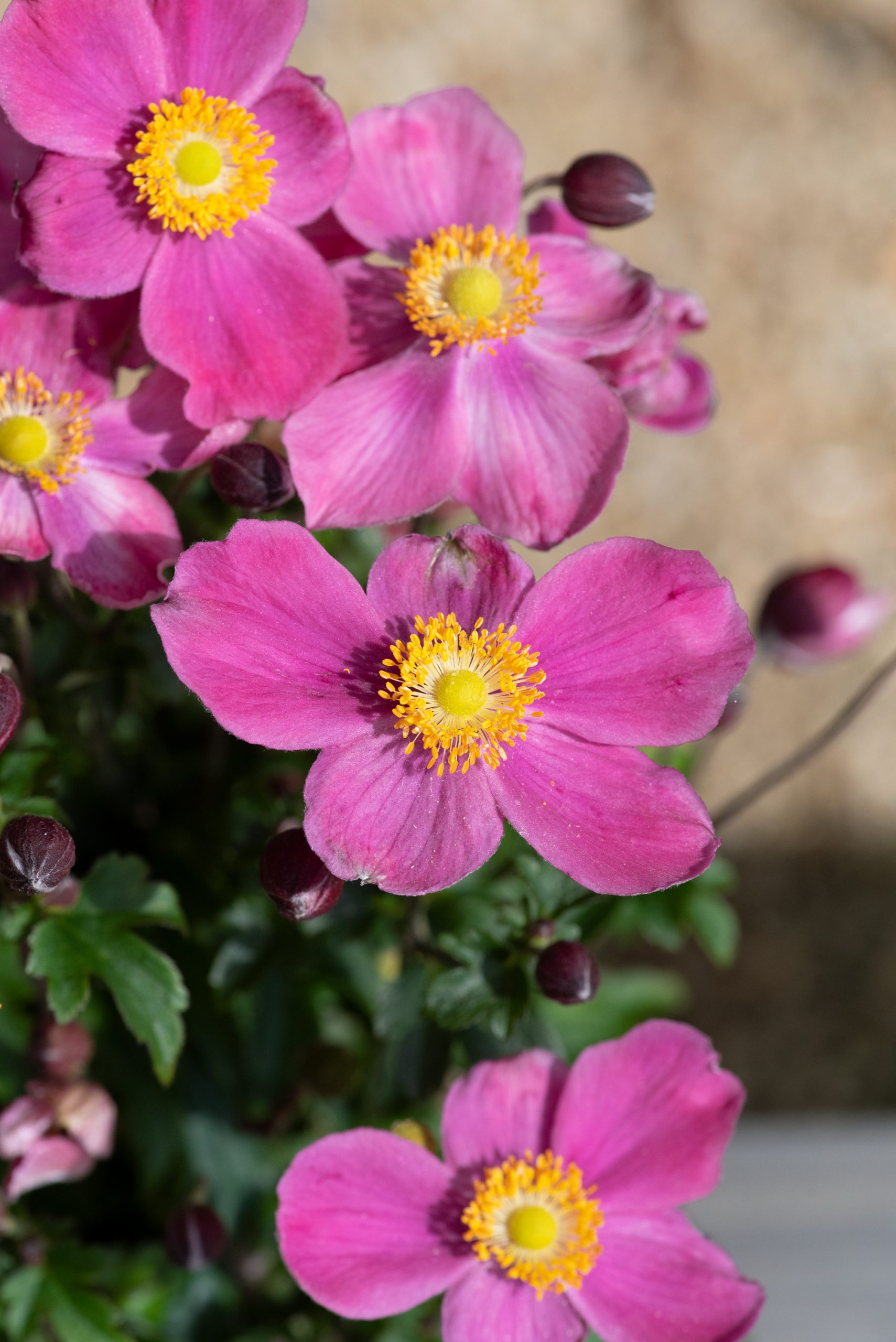 Anemone hupehensis ‘Emmy Deep Rose’ | Shop Anemone | Proctors Nursery