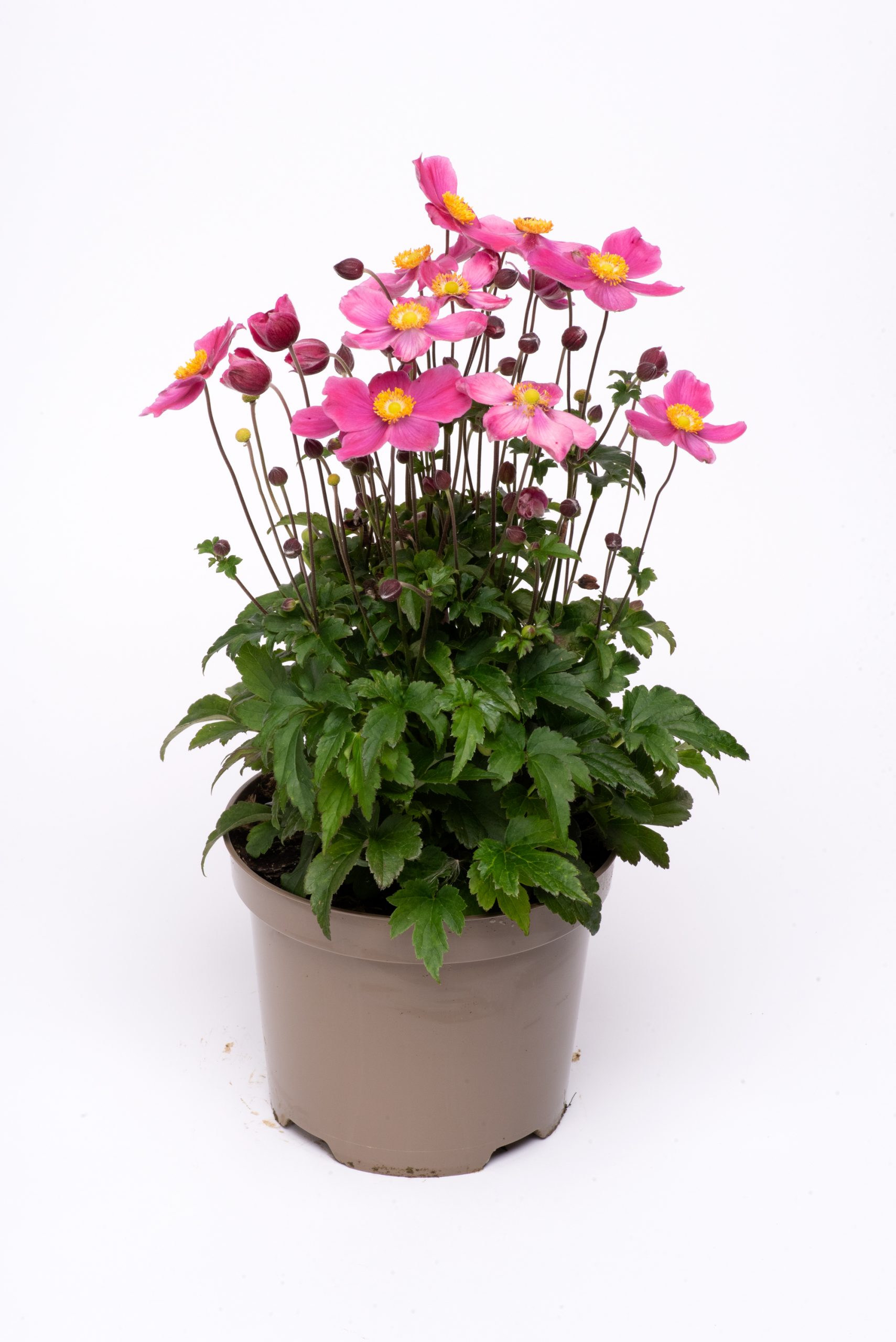 Anemone hupehensis ‘Emmy Deep Rose’ | Shop Anemone | Proctors Nursery