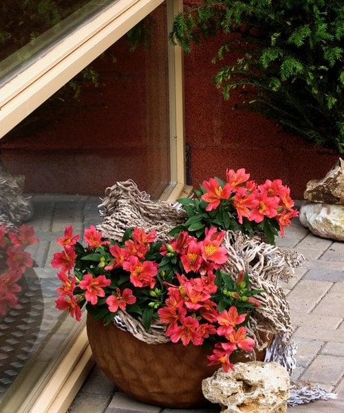 Alstroemeria ‘Little Miss Tara’ | Shop Alstroemeria | Proctors Nursery