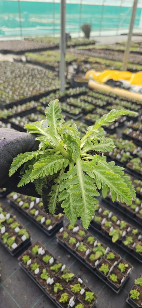 Papaver 'Red Rumble' - Plant of the Year Contender 2024 | Proctors Nursery