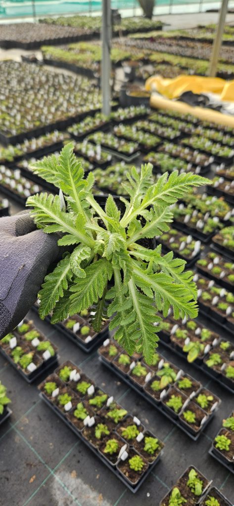 Papaver 'Red Rumble' - Plant of the Year Contender 2024 | Proctors Nursery