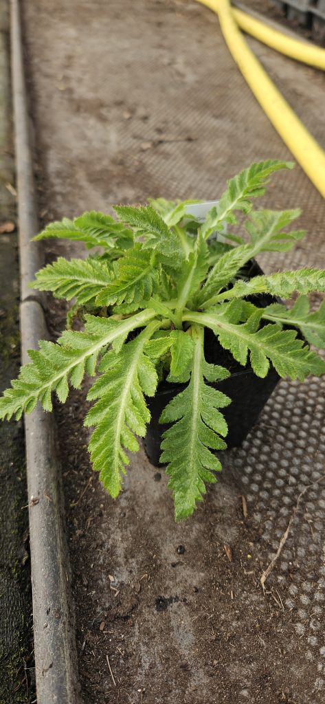 Papaver 'Red Rumble' - Plant of the Year Contender 2024 | Proctors Nursery