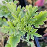 Scabiosa 'Magic' | Proctors Nursery
