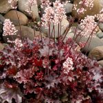 Buy Heuchera Plants Online | Online Shop | Proctors Nursery