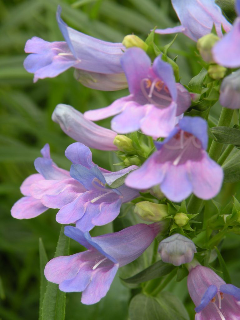 Penstemon heterophyllus 'Heavenly Blue' | Shop Penstemon | Proctors Nursery