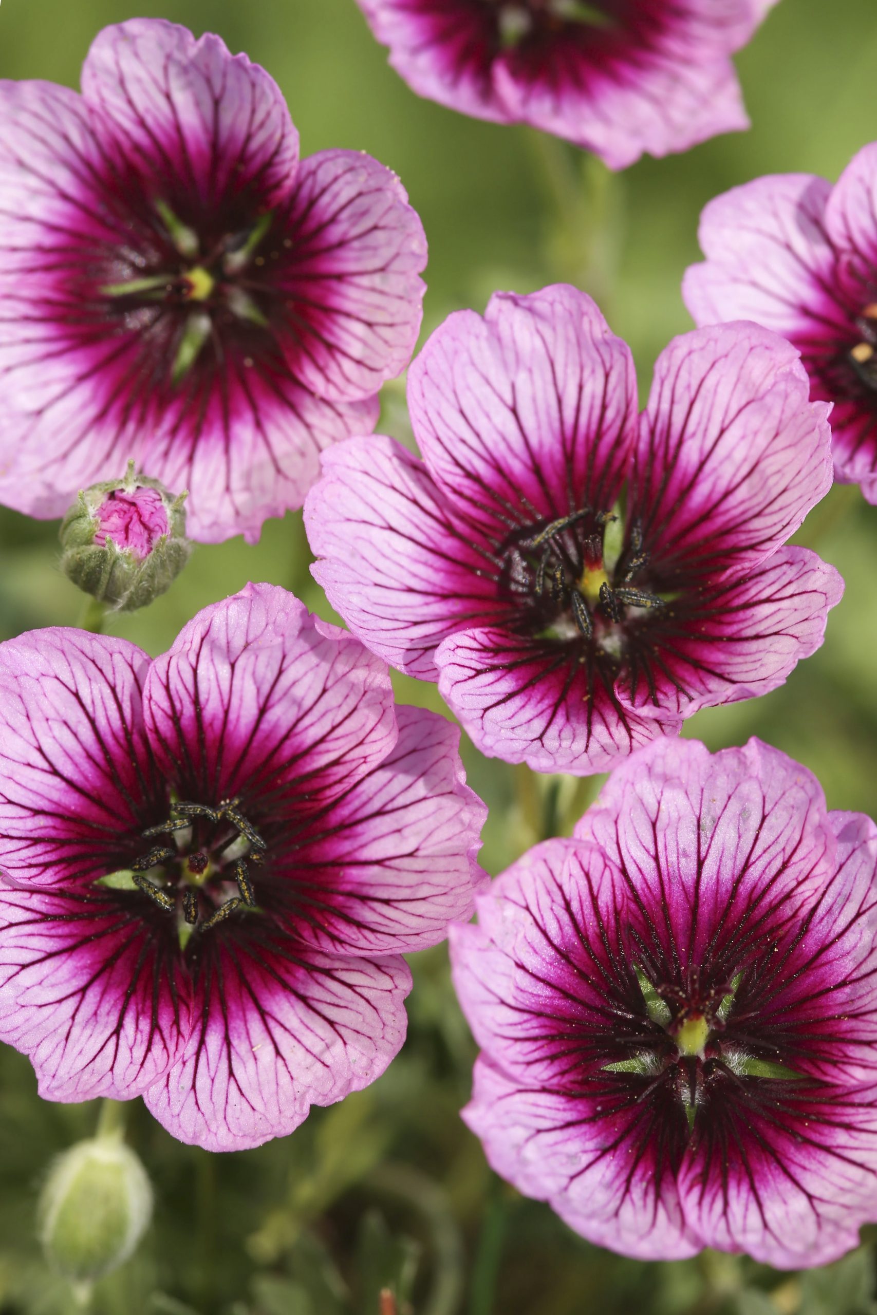 Geranium cinereum ‘Jolly Jewel Violet' | Shop Geranium | Proctors Nursery