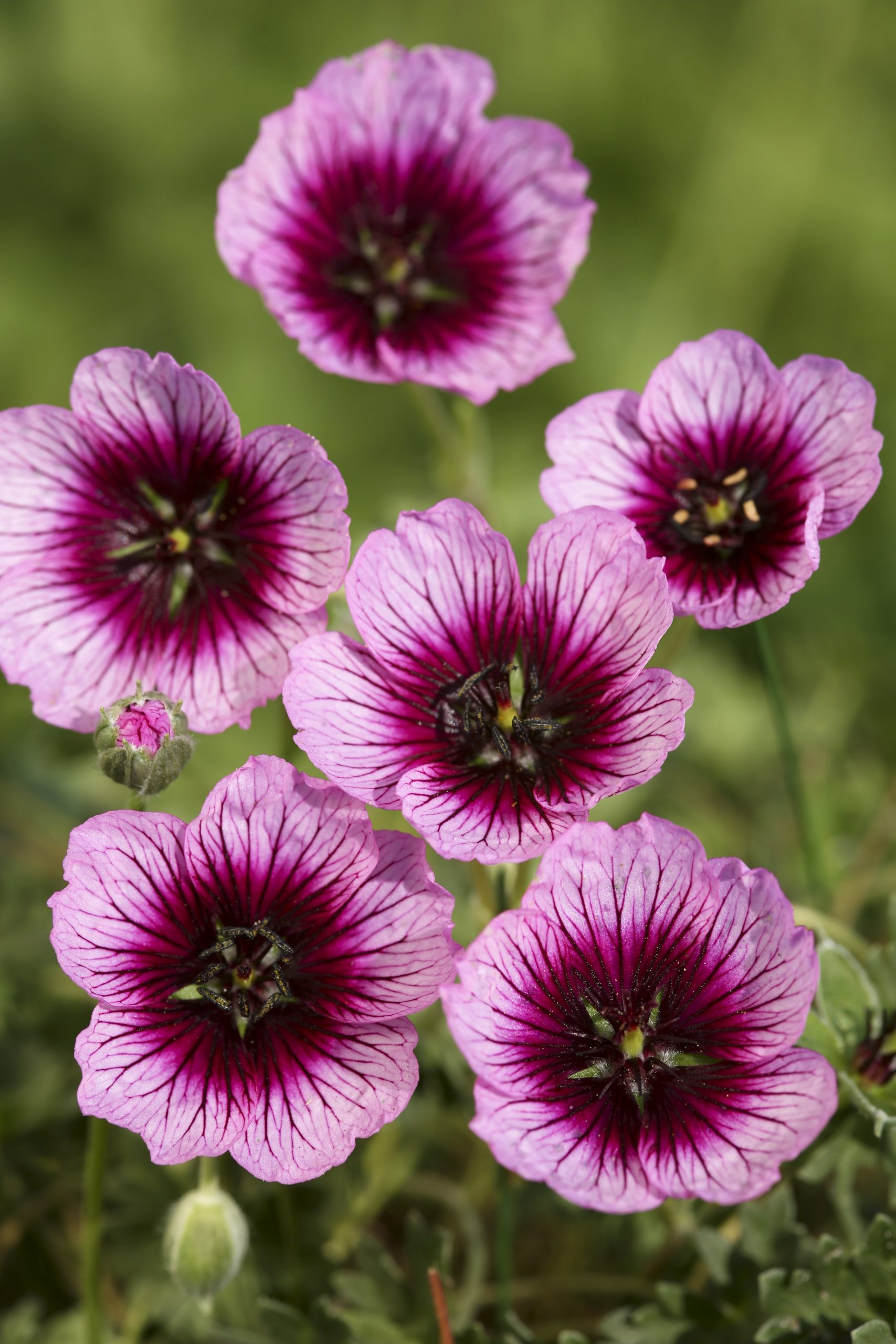 Geranium cinereum ‘Jolly Jewel Violet' | Shop Geranium | Proctors Nursery