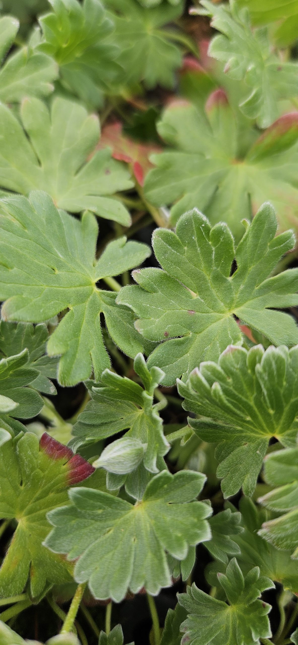 Geranium cinereum ‘Jolly Jewel Violet' | Shop Geranium | Proctors Nursery