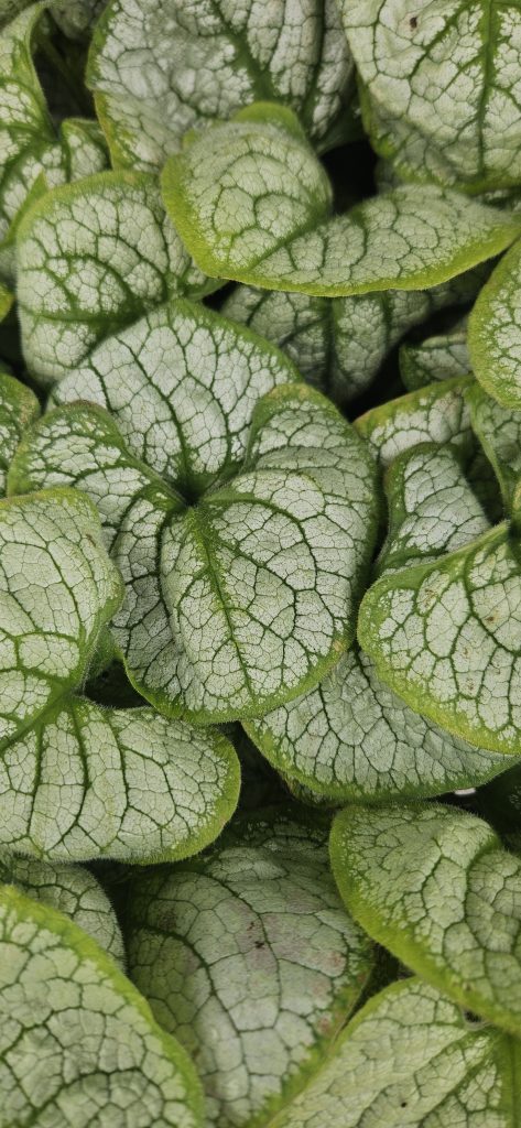 Brunnera macrophylla 'Silver Heart' | Shop Brunnera | Proctors Nursery