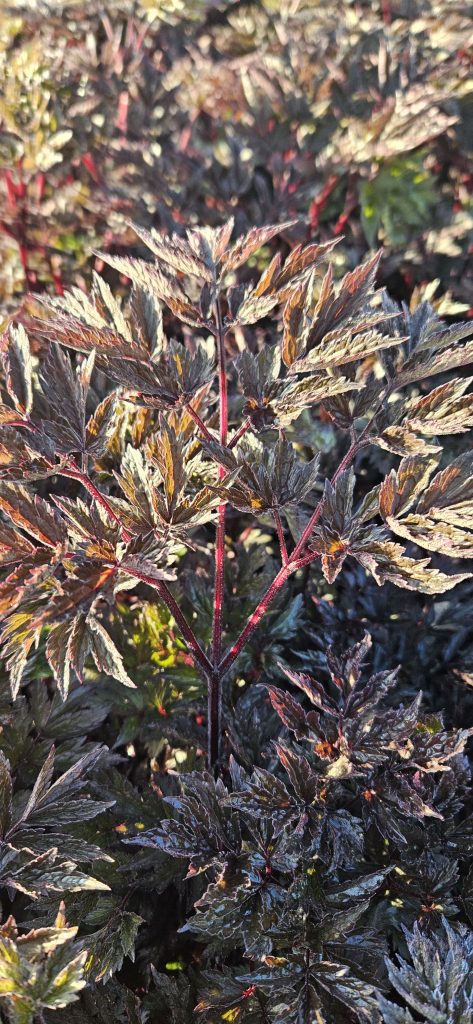 Actaea simplex 'Chocoholic' | Well Established Actaea | Proctors Nursery